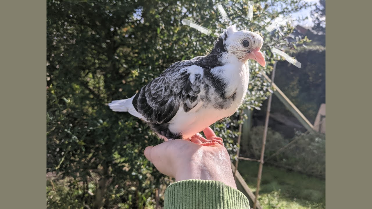 Hand Rear This Pigeon With Me! ~ my pigeon rearing business ~ - YouTube