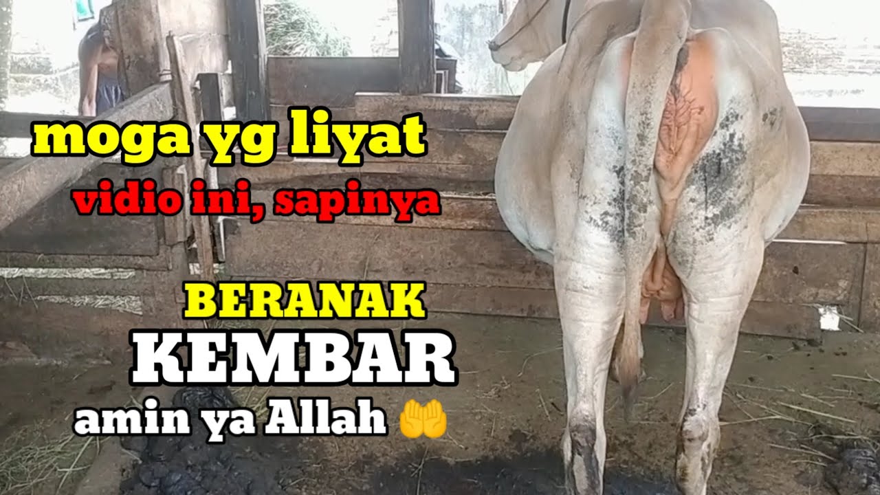 Ciri ciri sapi mau melahirkan dengan normal# - YouTube