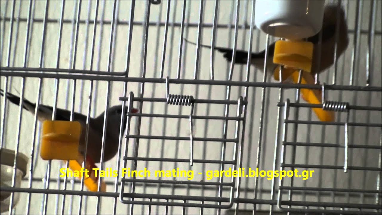 Shaft Tails Finch mating "5-1-2014" - YouTube