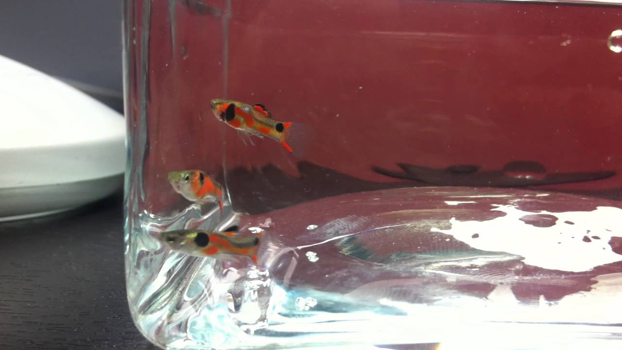 Endler Red chest - YouTube