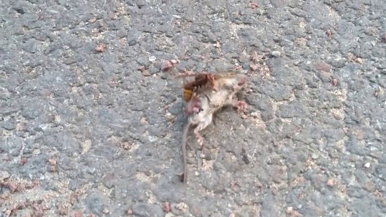 Giant Asian Killer Wasps(Hornet) started to invade some countries ...
