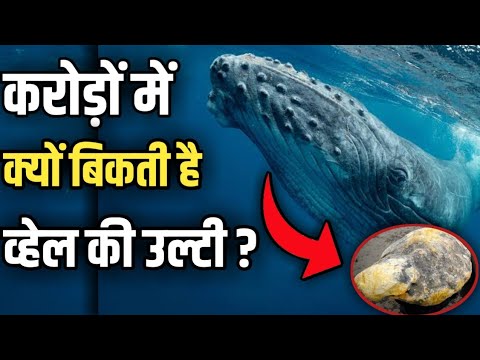 discovery channel | whale ki ulti se kya hota hai | whale machli ki ...