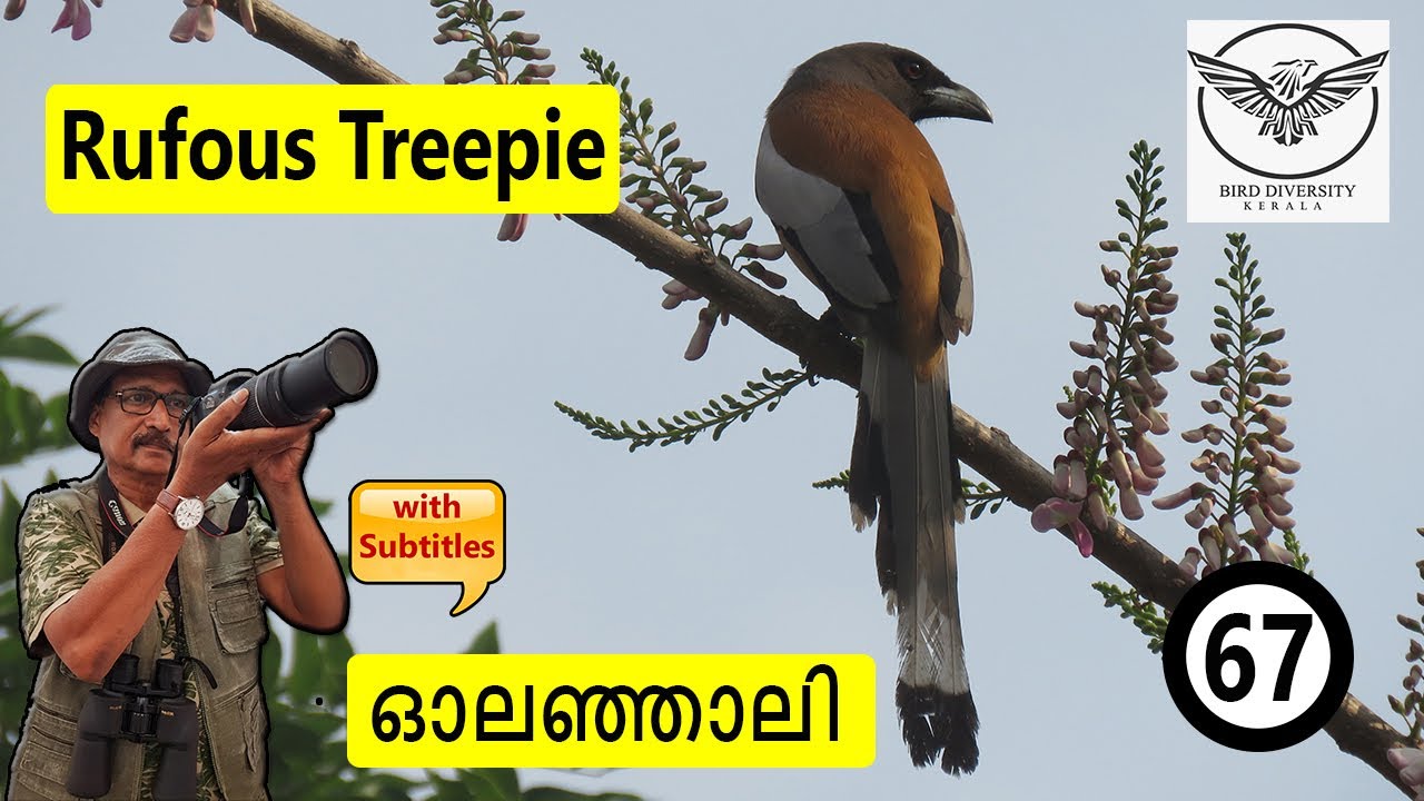 67 | Rufous Treepie | Olenjali | Dendrocitta vagabunda | Olamurian ...