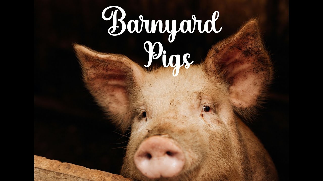 Barnyard Pigs Rea l Storybook Song | Kids Cartoon | Kindergarten ...