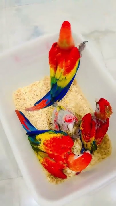 Scarlet Macaw Chicks Scarlet Macaw Youtube
