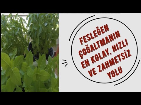 Fesleğen Nasıl Yetiştirilir - En Garantili, Kolay, Hızlı ve Zahmetsiz Yolu