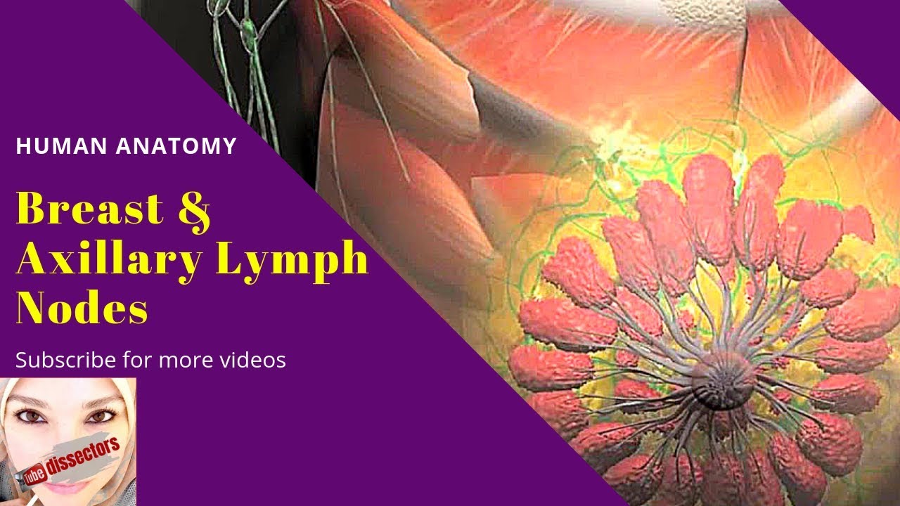 Human Anatomy - Breast and axillary lymph nodes - YouTube