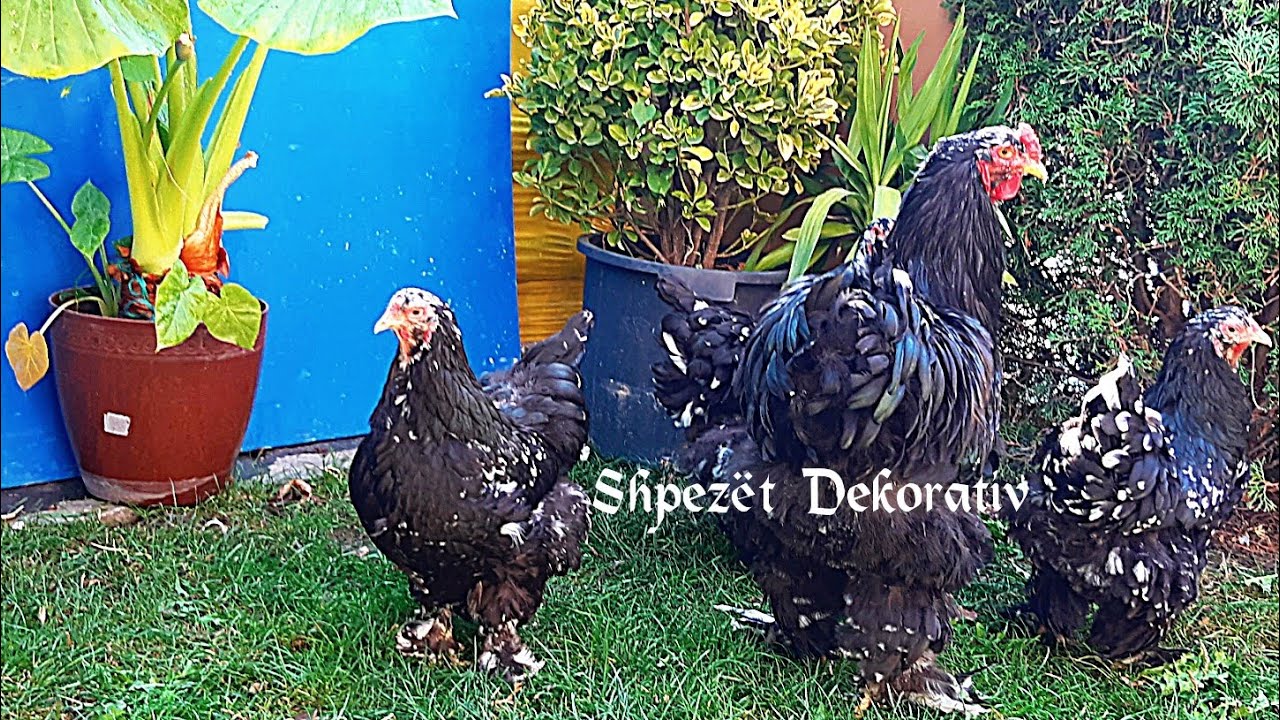 Brahma Black Mottled - YouTube