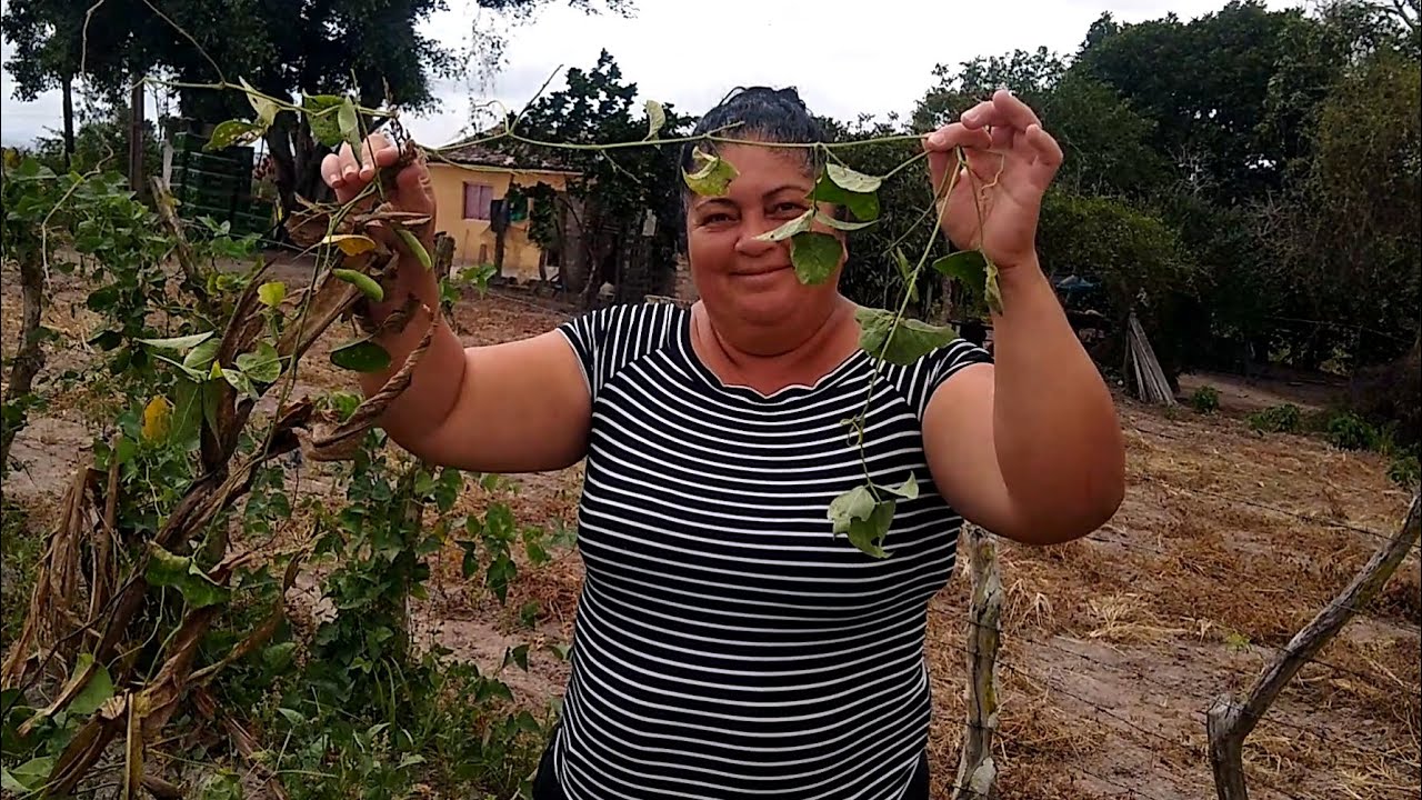 #DONA MARIA APANHANDO DAVA NA ROÇA - YouTube