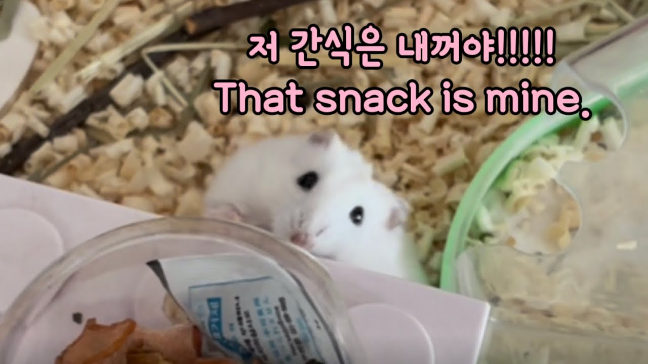 간식 먹기 위해 노력하는 햄스터 호두 A hamster named Hodoo working hard to eat a snack ...