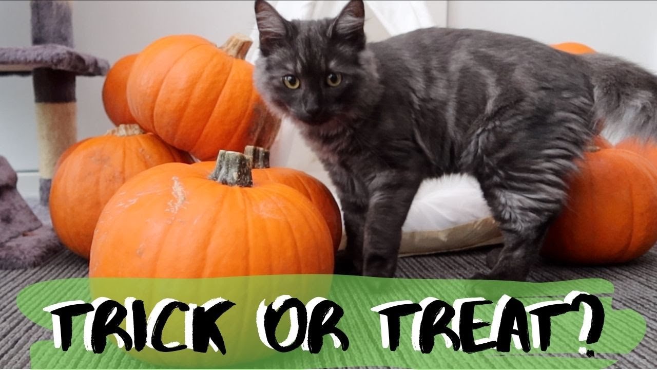 DIY Pumpkin Patch Treat Hunt For Mouse & Remi - YouTube