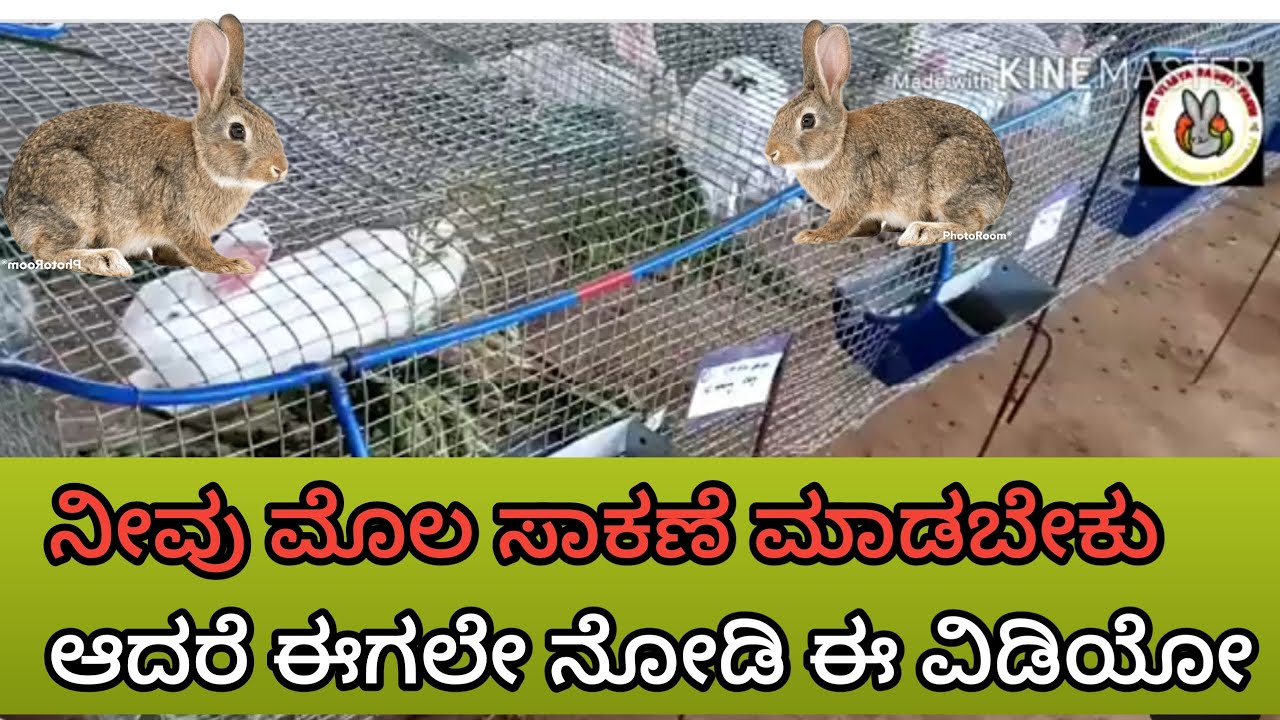 how to rabbit farming systematic#22 ️ - YouTube