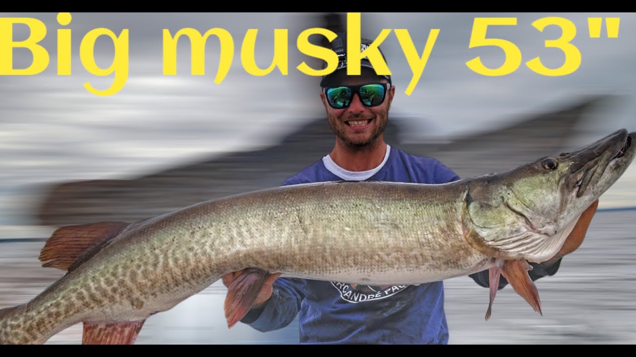 Maskinongé 53 pouces au cast #fishing #musky #videopeche #maskie # ...