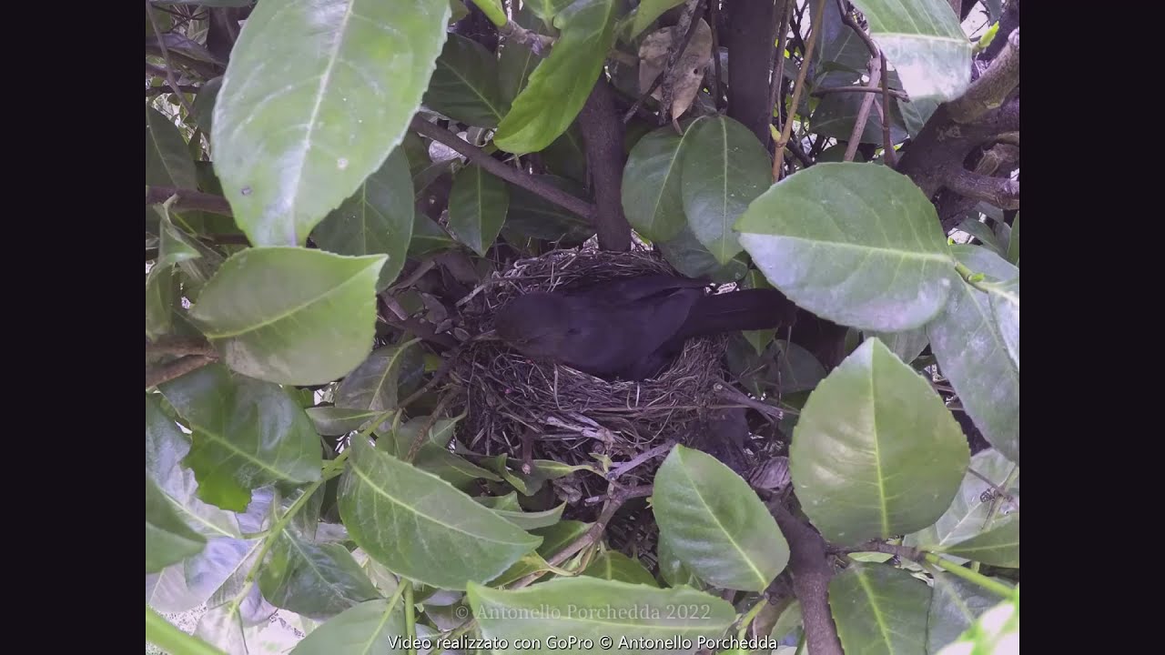 MERLA NEL NIDO cova le sue tre uova per ore by © Antonello Porchedda ...