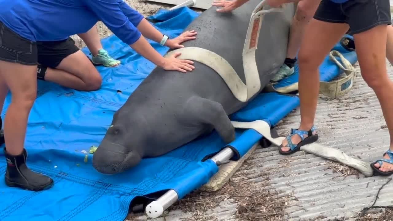 900-pound manatee released back into wild after four-month ...