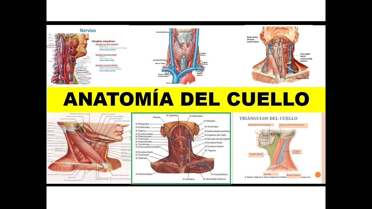 "ANATOMÍA DEL CUELLO" - YouTube