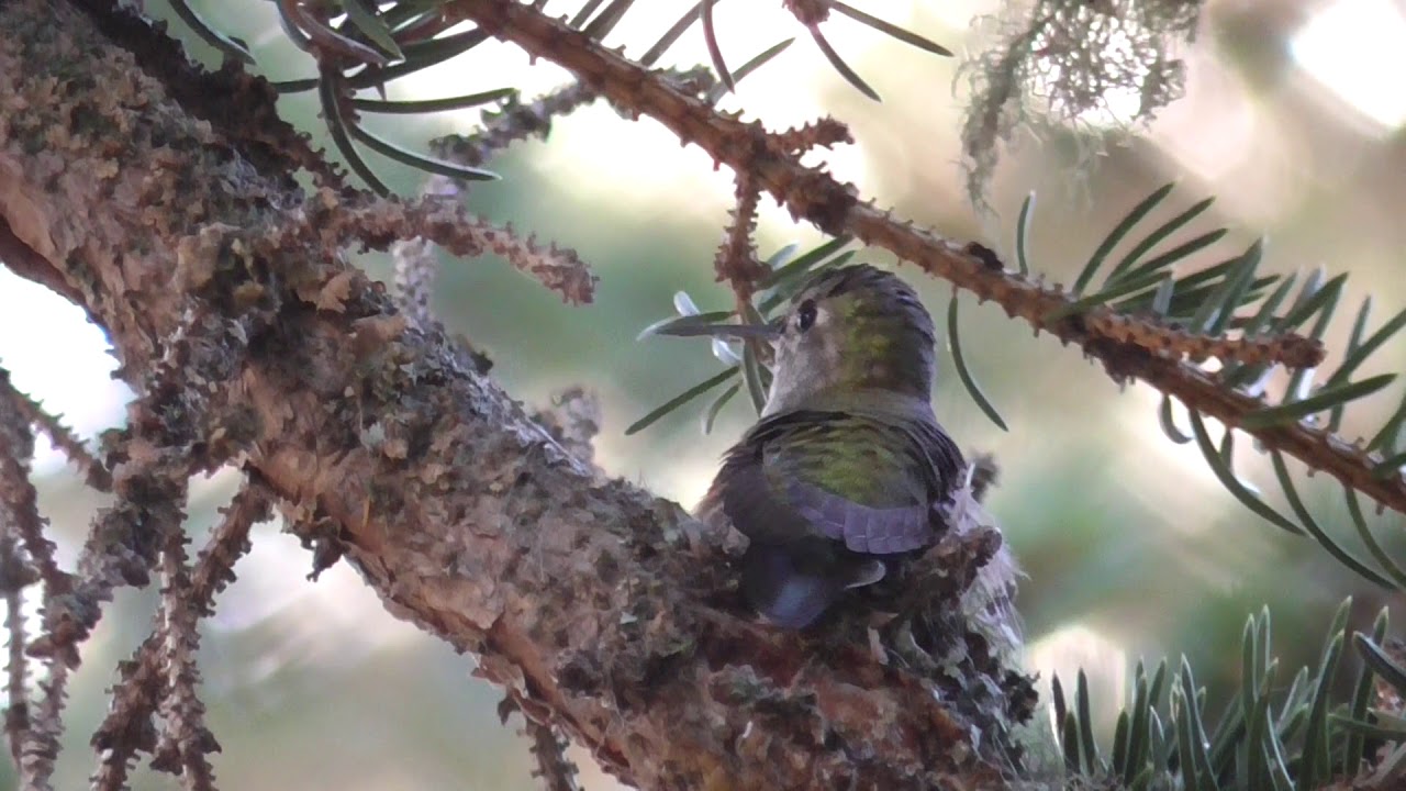 Broad-tailed hummingbird building a nest - YouTube