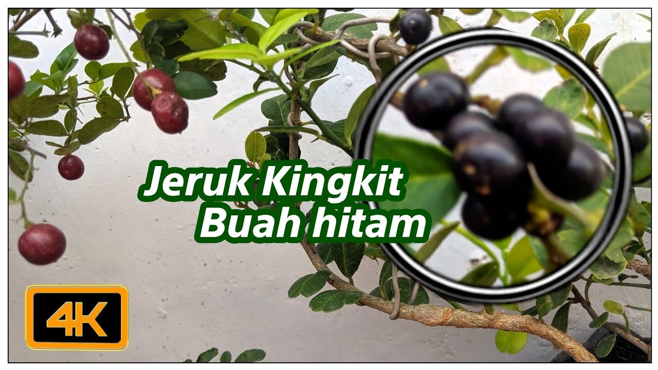 Mengenal Jeruk Kingkit buah hitam. - YouTube