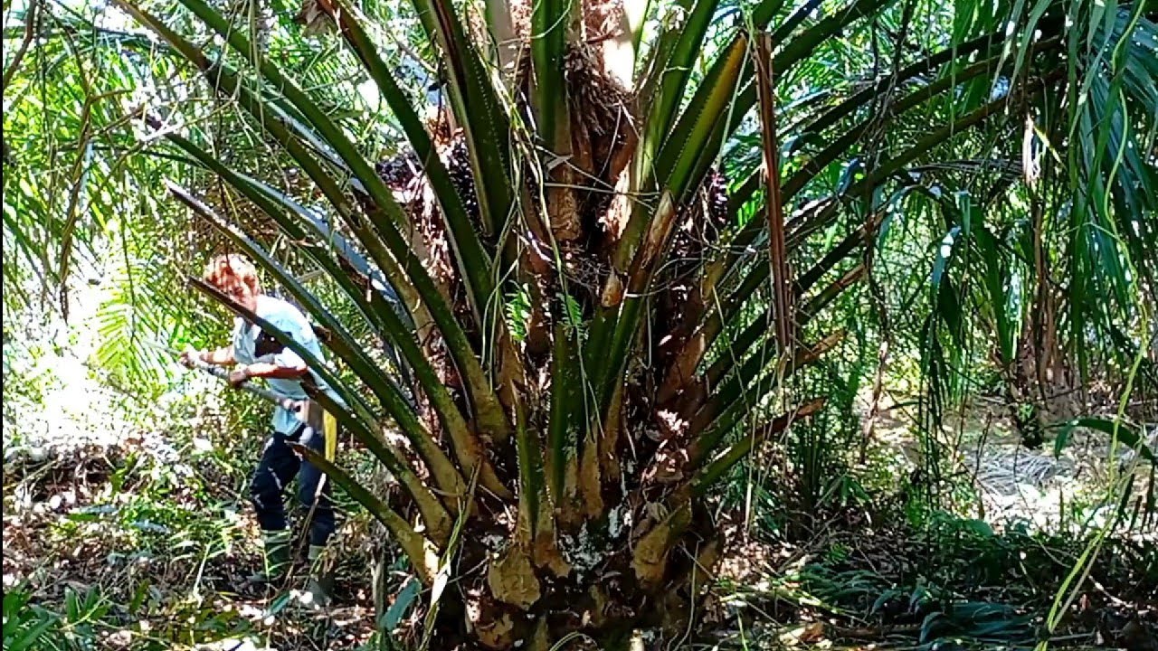 luar biasa hasil kerjanya pokok liar yg tumbuh seperti hutan habis di ...