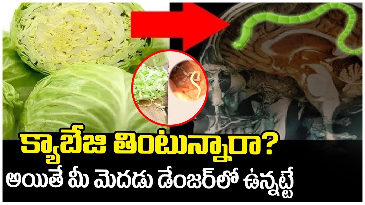 క్యాబేజి తింటే | Shocking News about cabbage In Telugu | Tapeworm in ...