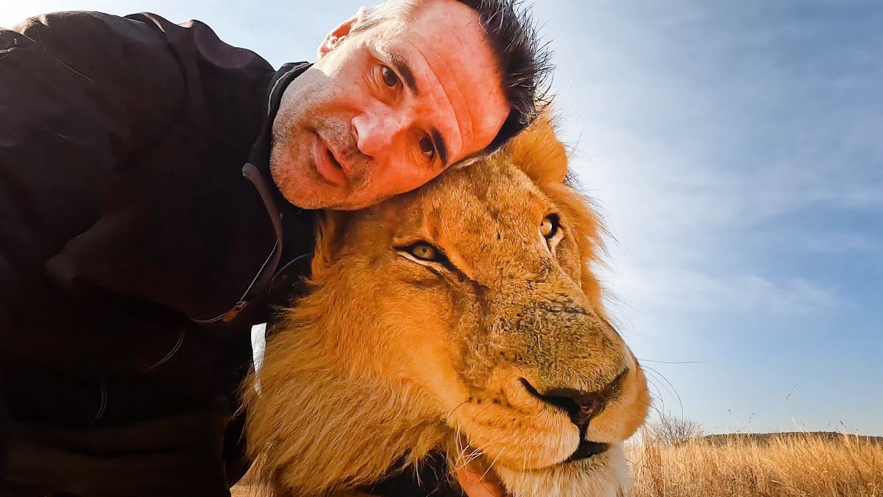 Remembering Passed Lion Friends | The Lion Whisperer - YouTube
