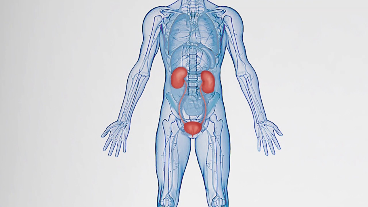 innoMedicus – WiScope ® single-use digital flexible ureteroscope - YouTube