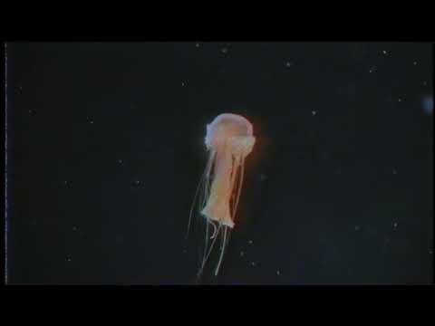 Olvi - Sktr GT (Official Audio)