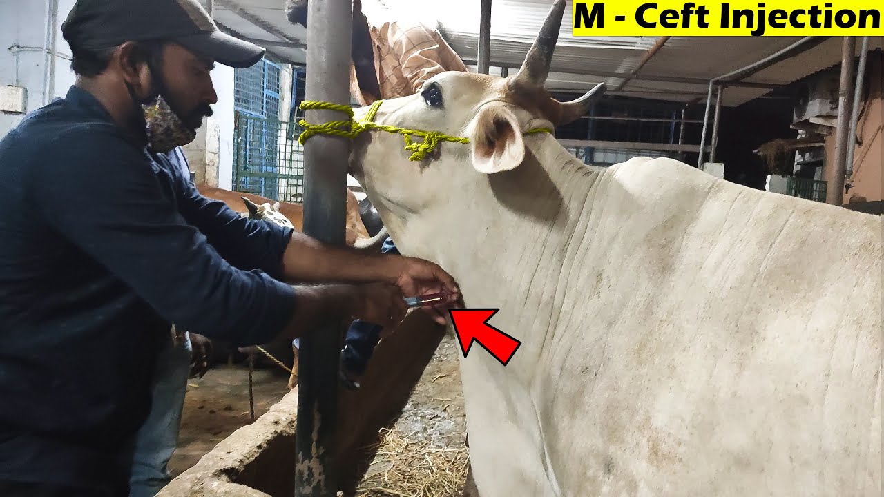 Cow Video | M - Ceft Injection | Ceftizoxime Injection Ip 2500 ...