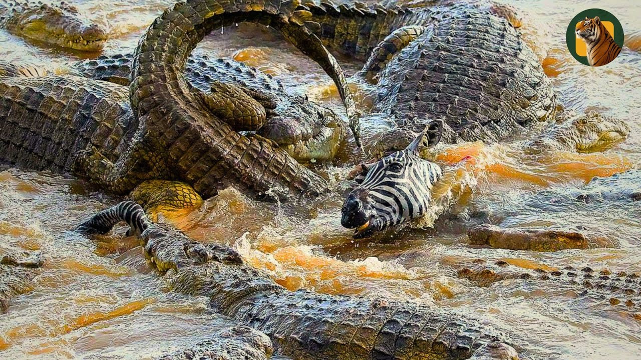 CROCODILES : The terrifying way of hunting of cold-blooded predators ...