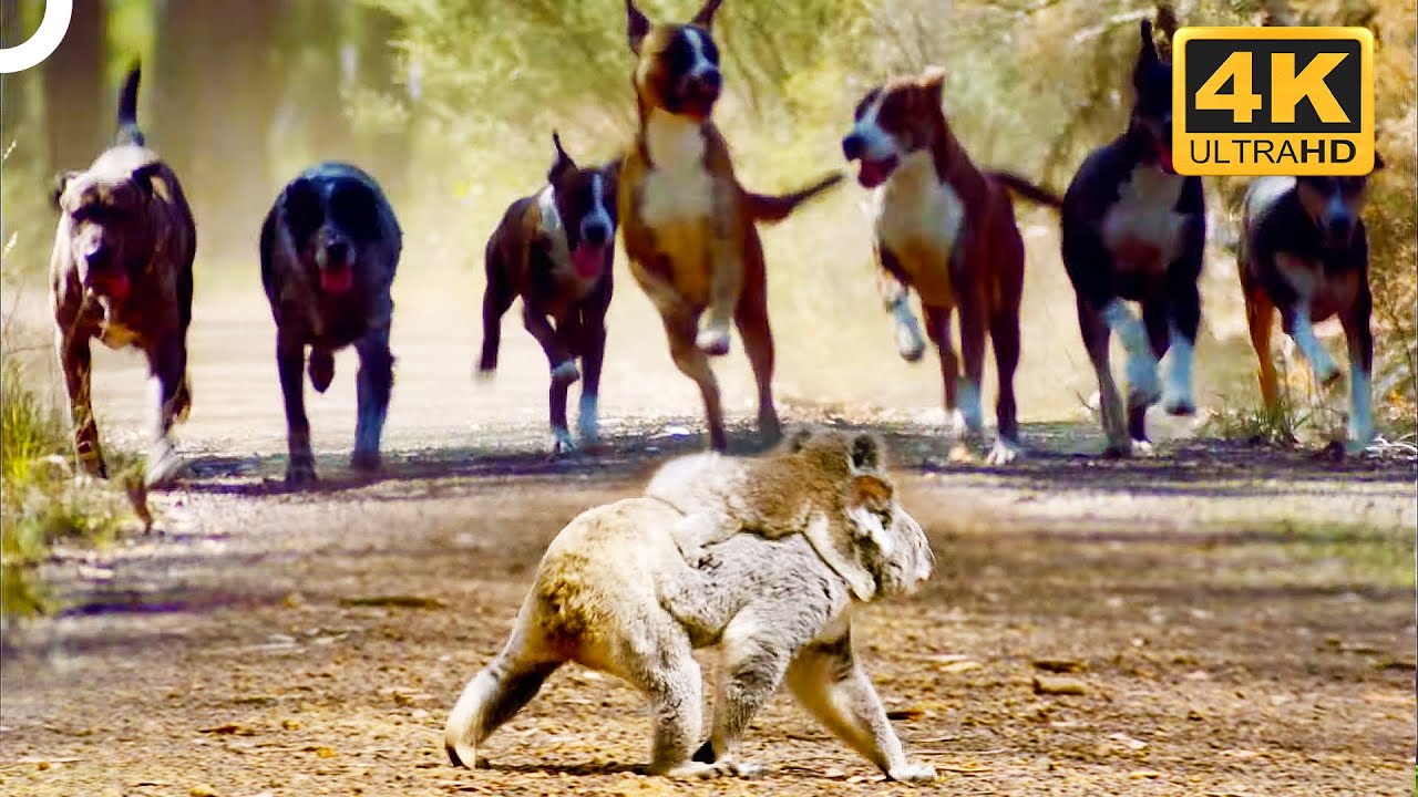 Wild Dingo Dogs Chase A Koala And Her Baby! 😱 | 4K Animal Documentary - YouTube