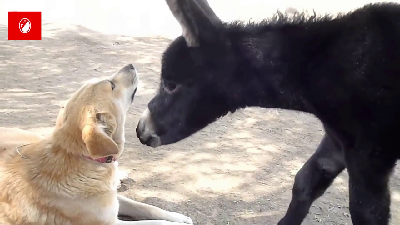 Funny Donkey #8- Try Not To Laugh Challenge - YouTube