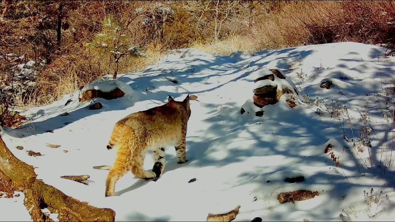 Bobcat Activity Increases Dramatically! - YouTube