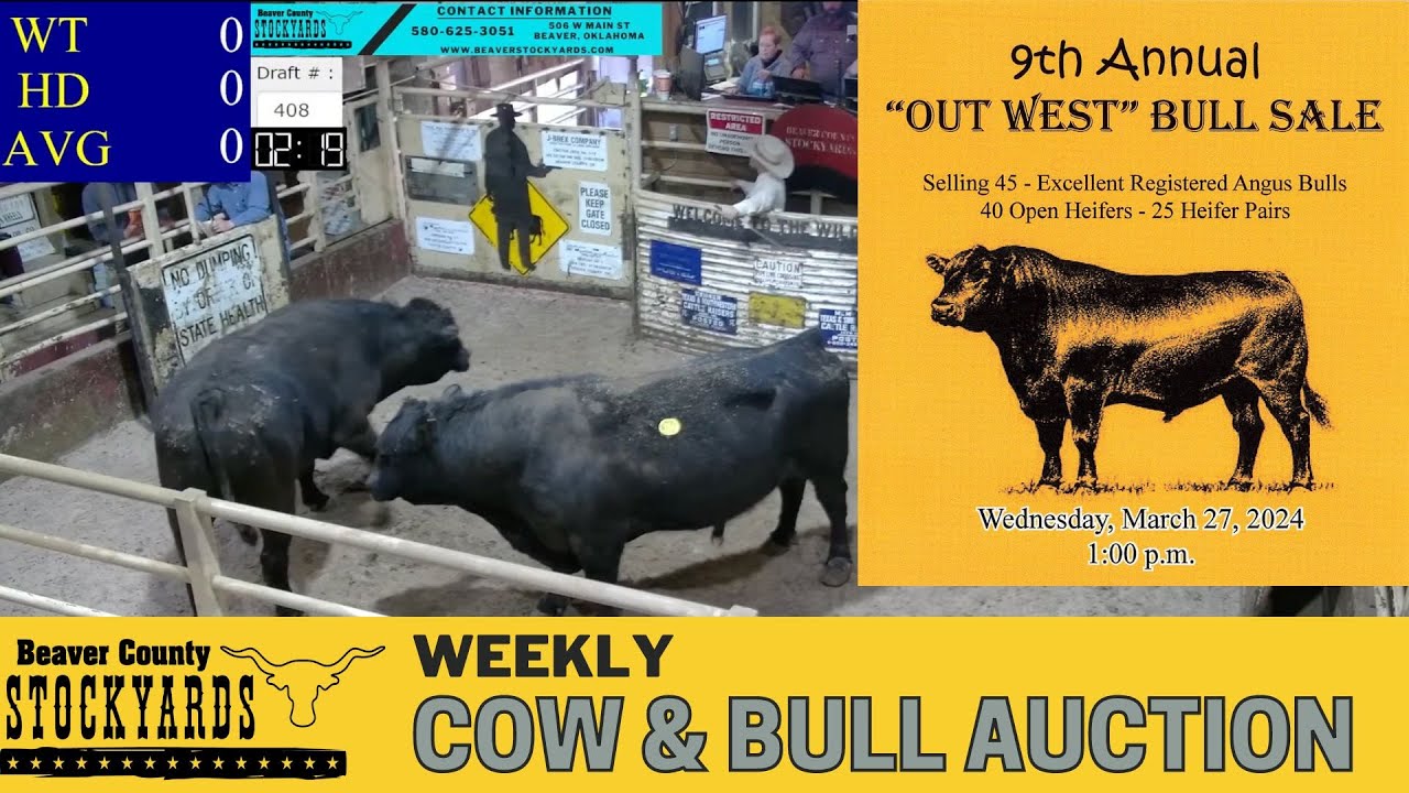 3/27/2024 - Beaver County Stockyards Weekly Cow & Bull Auction - YouTube