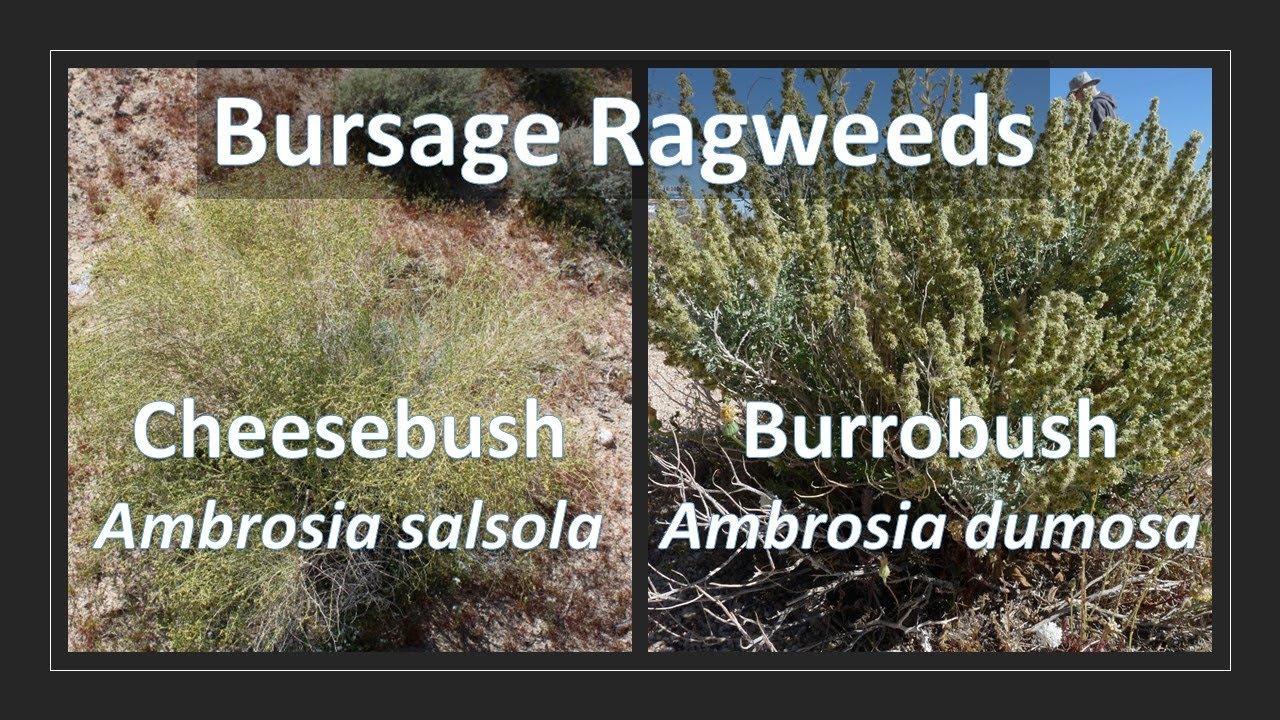 CHEESEBUSH vs BURROBUSH (Ambrosia salsola vs Ambrosia dumosa ...