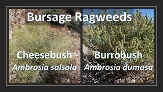 CHEESEBUSH vs BURROBUSH (Ambrosia salsola vs Ambrosia dumosa) comparison (aka Bursage, Ragweed)