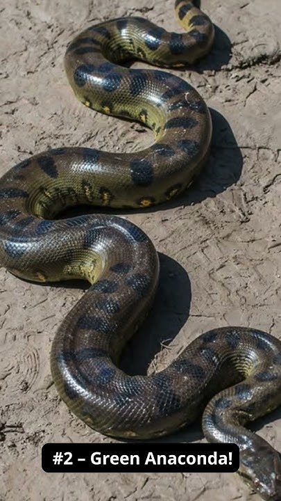 Top 3 Giant Snakes – From Big to Biggest! #shorts #snake #python # ...