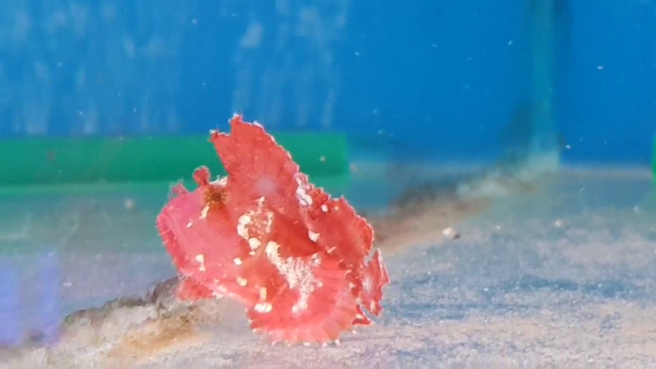 Purple Scorpion Fish - YouTube