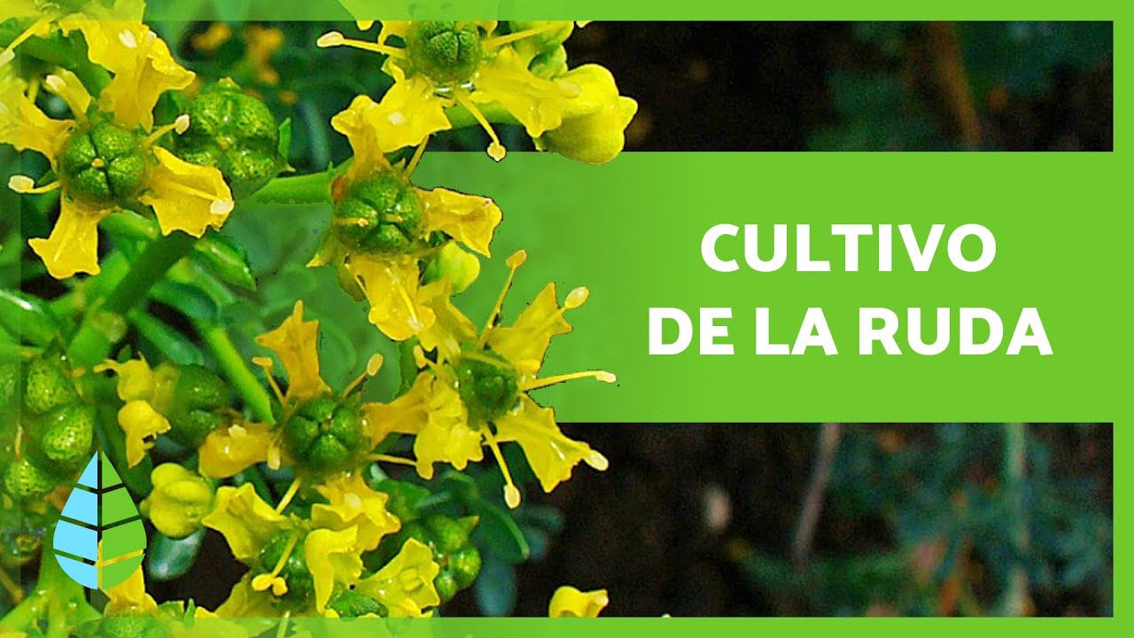 CUIDADOS de la RUDA 🌿 (Riego, Sustrato, REPRODUCCIÓN y más) - YouTube