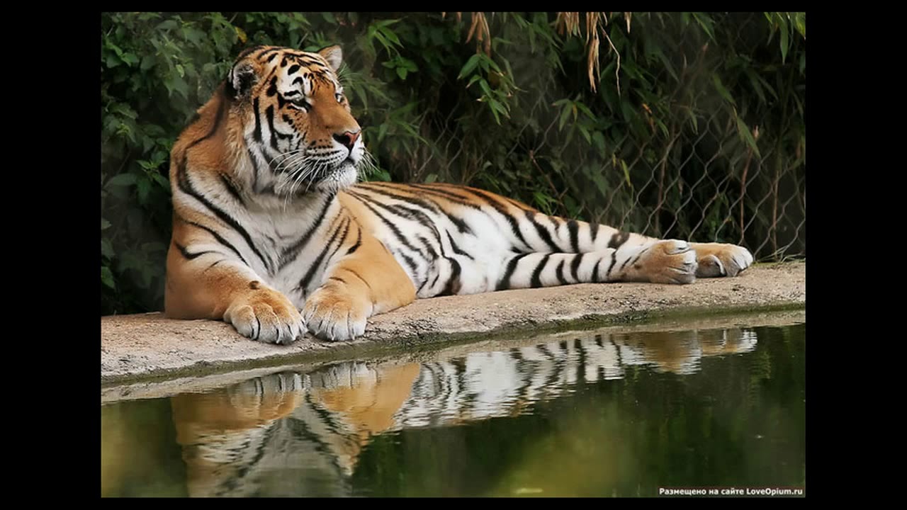 Hayvonlar rasmi - YouTube