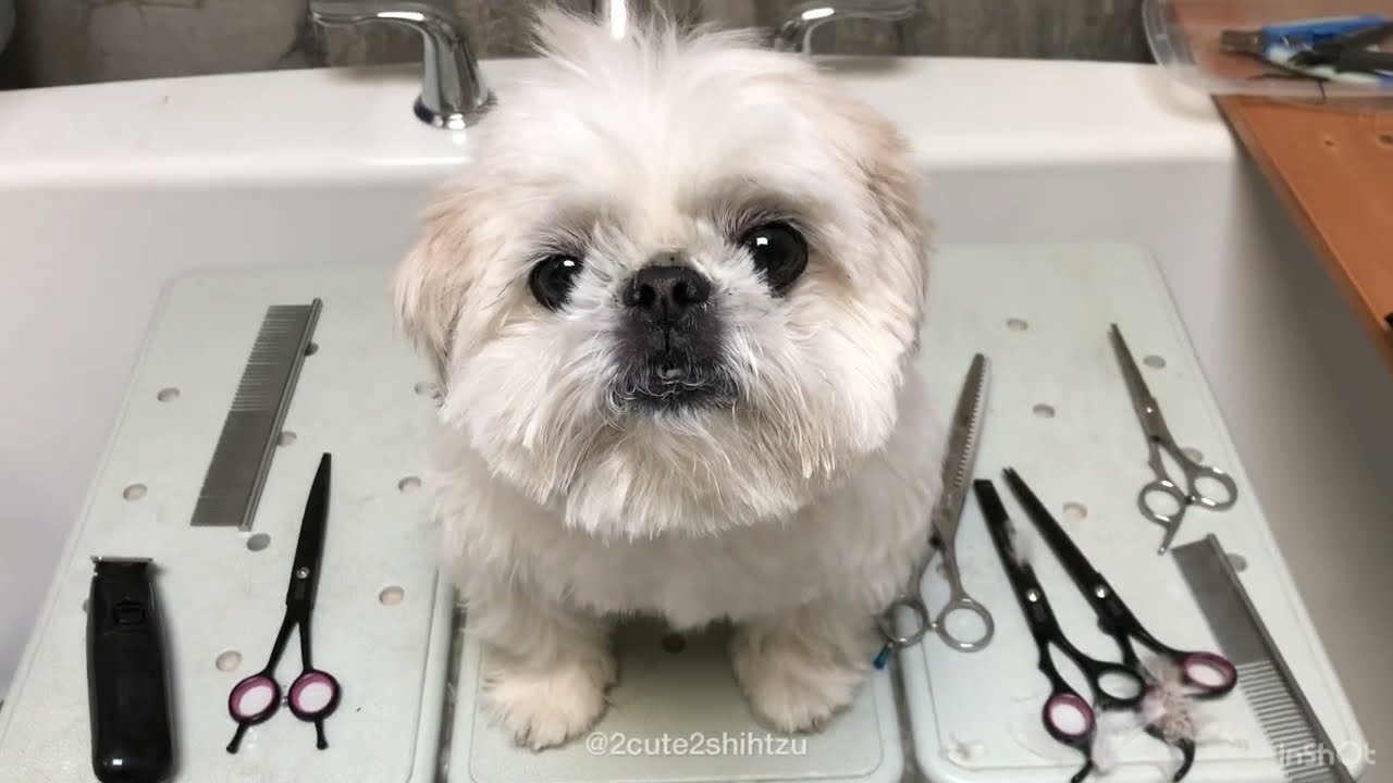 [shih tzu] "SEMI" Poodle Feet for Easy Paw Cleaning (Eliminate ...