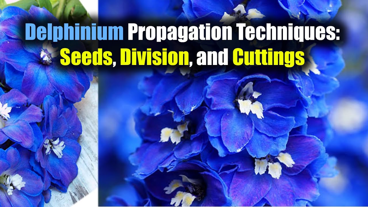 Delphinium Propagation Techniques: Seeds, Division, and Cuttings - YouTube