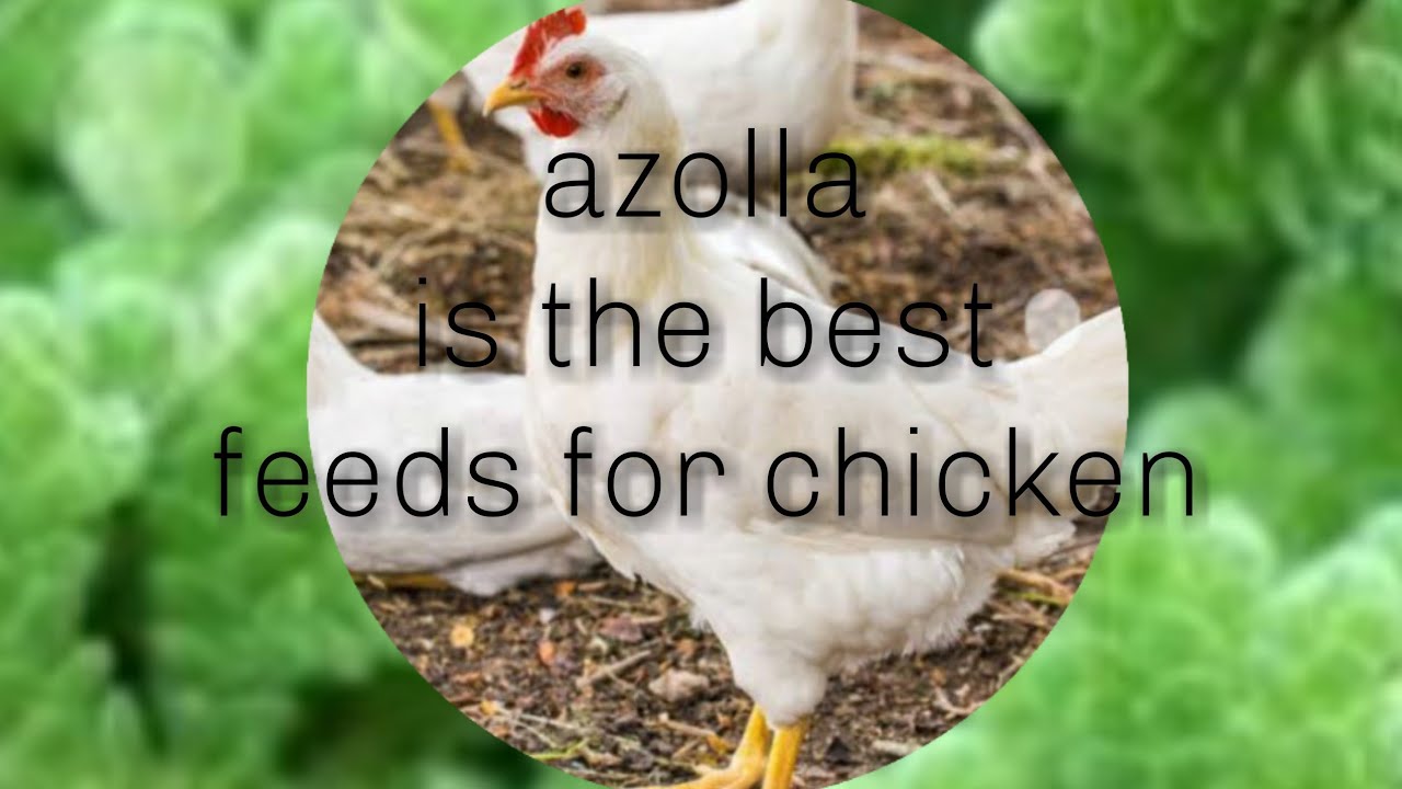 Azolla feeds for chicken - YouTube