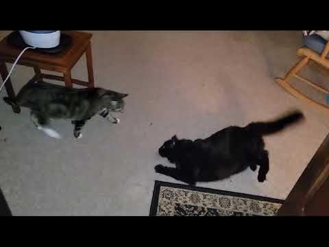 Catnip tea in the humidifier - YouTube