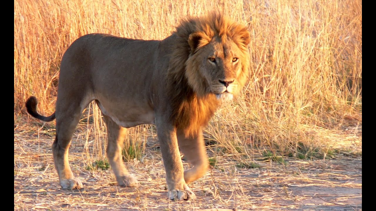 BSC ZOOLOGY SECOND YEAR PRACTICAL FILE WORK - YouTube