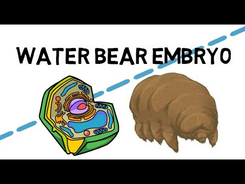 Dr. Tenlen: Water Bear Embryo (The Lecture Series Animated #1) - YouTube
