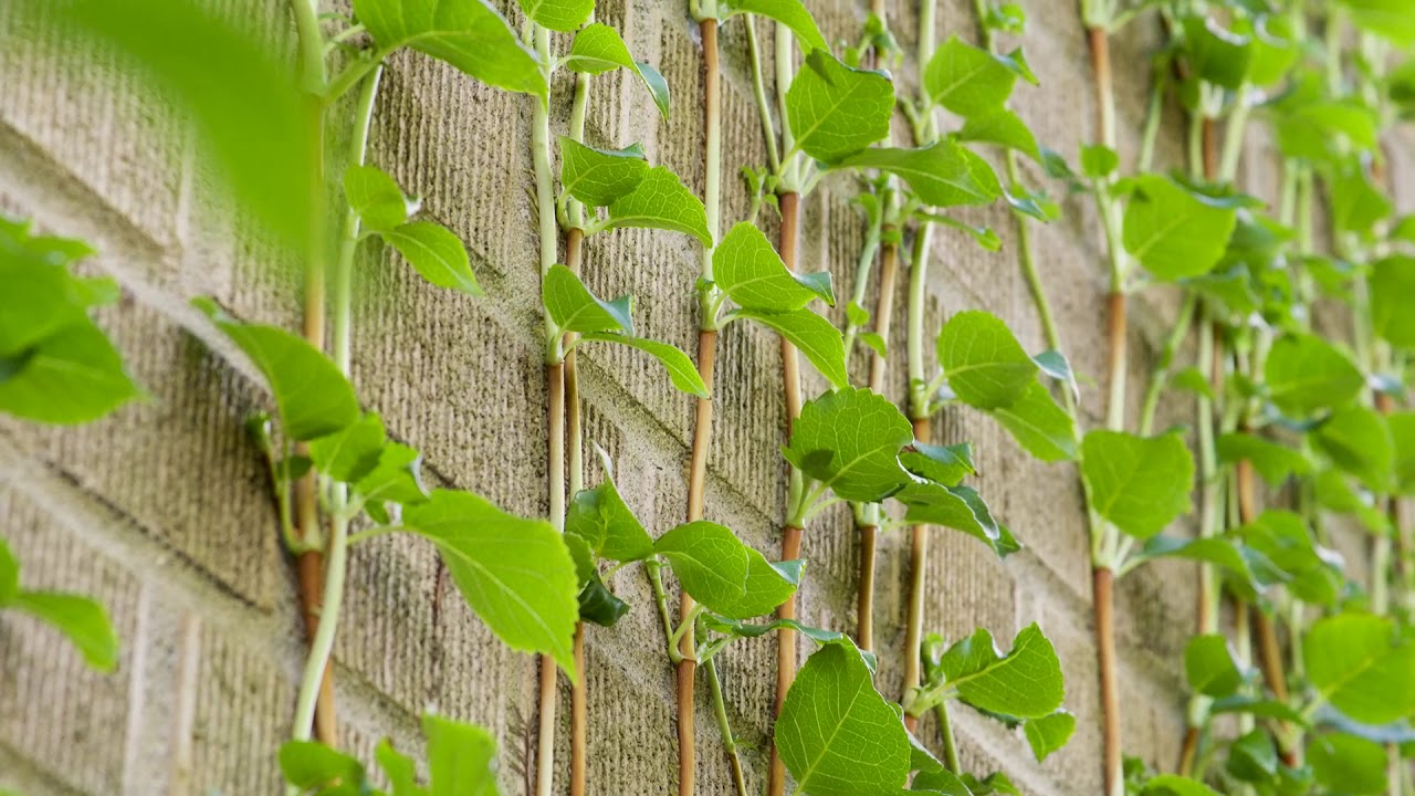Hydrangea anomala ssp petiolaris - Climbing Hydrangea - YouTube