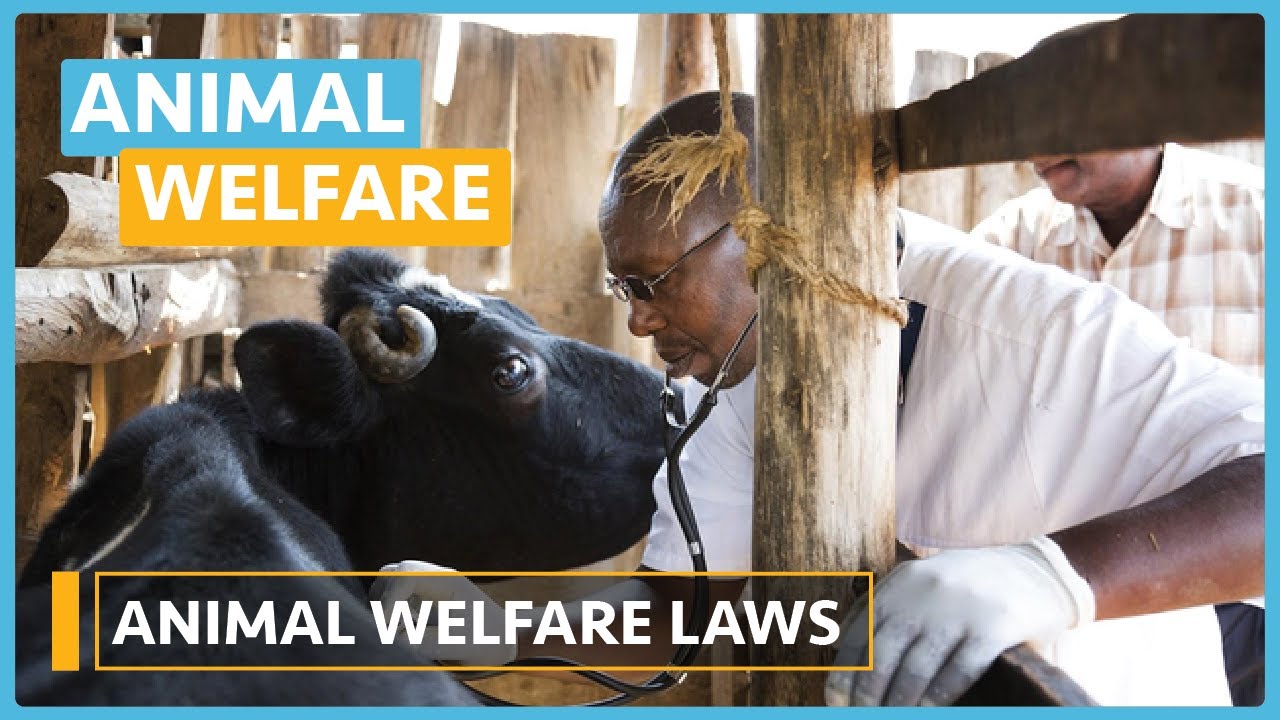 Animal Welfare (Lesson 4) - Animal Welfare Laws - YouTube