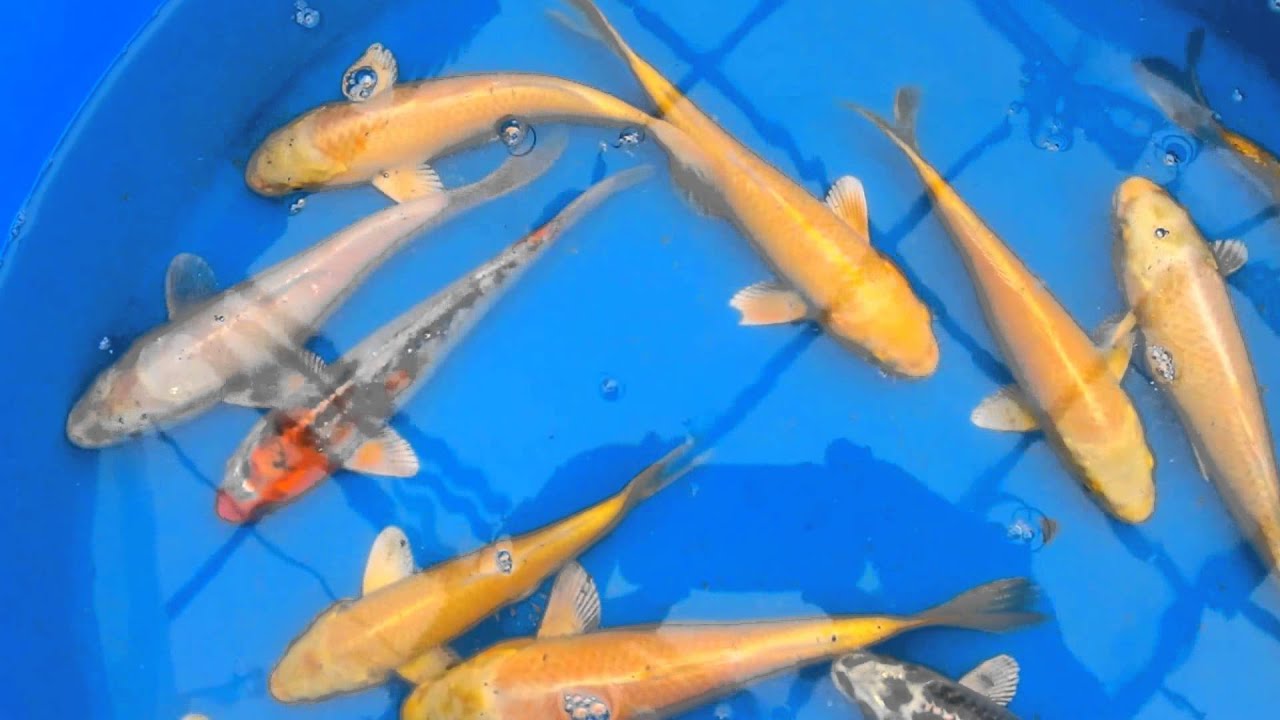 Metallic Koi 6 to 8 inches Pond Fish at Bergen Water Gardens - YouTube
