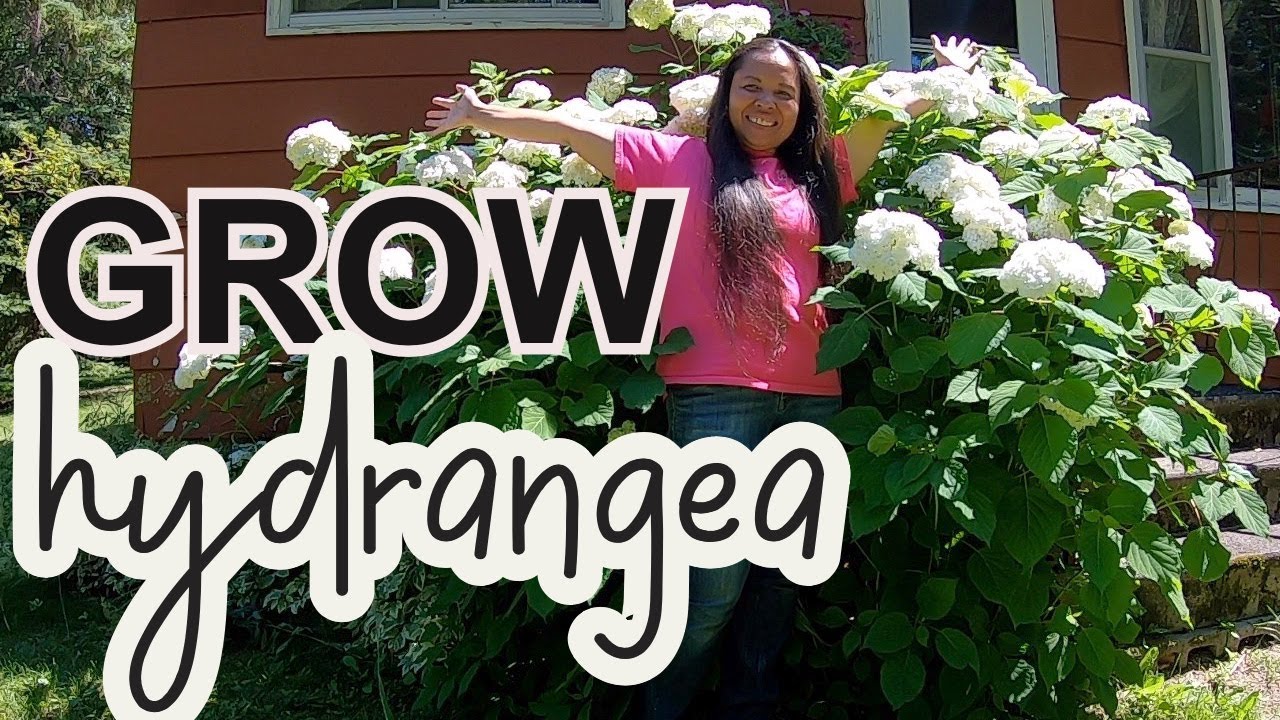 HOW TO GROW ANNABELLE HYDRANGEA OR HYDRANGEAS AND FLOWERING IN ZONE 3 ...