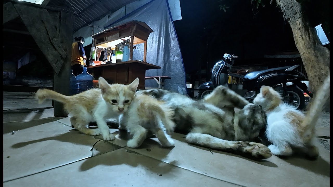 Mama cat adopts orphan kittens - YouTube